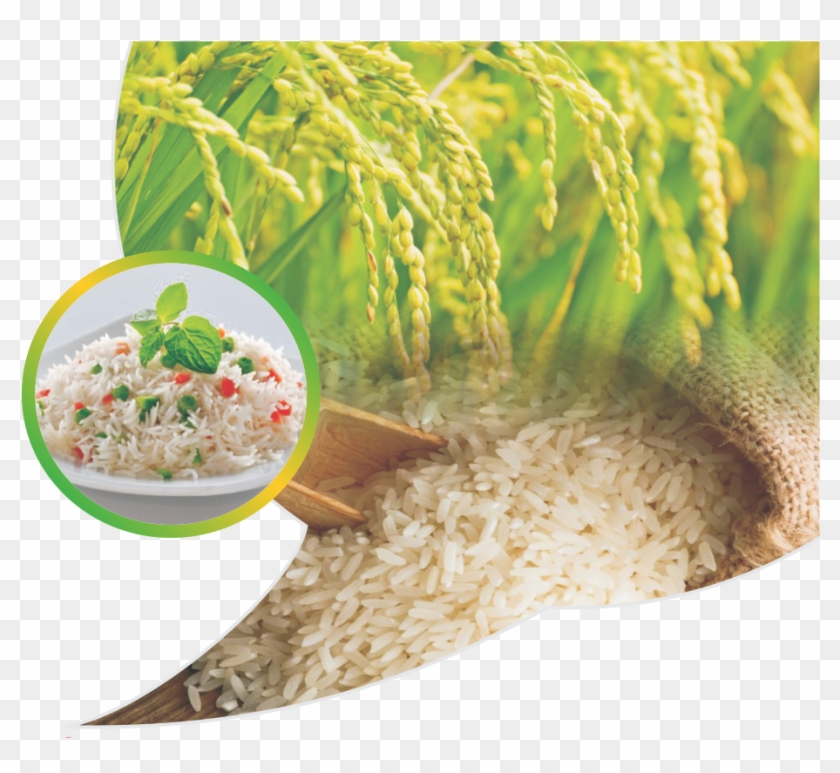 Rice - Application Of Intelligent Techniques [book] - Free Transparent ...